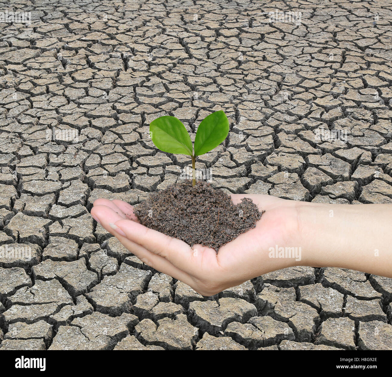 Soil in a Woman hand and treetop on soil with background cracked earth ...