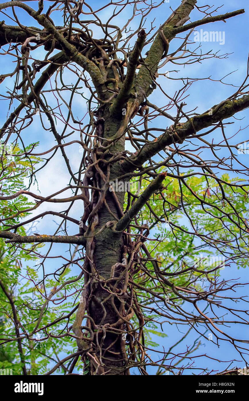 Strange tree hi-res stock photography and images - Alamy