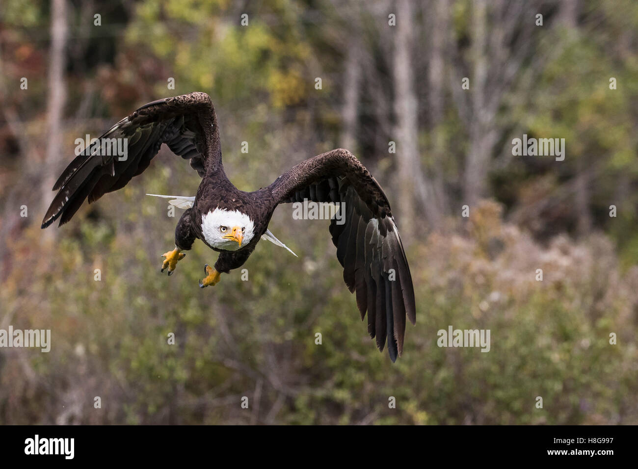 Sammy the American Bald Eagle flying over the pond Stock Photo - Alamy