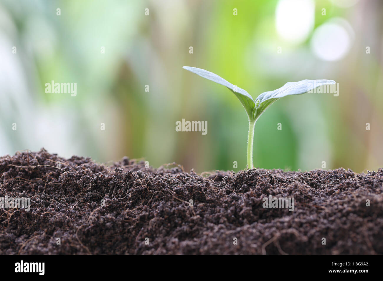 young plant or green seedling on soil in the vegetable garden,concept ...