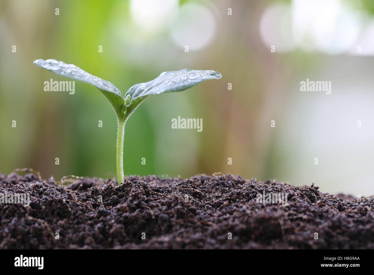young plant or green seedling on soil in the vegetable garden,concept ...
