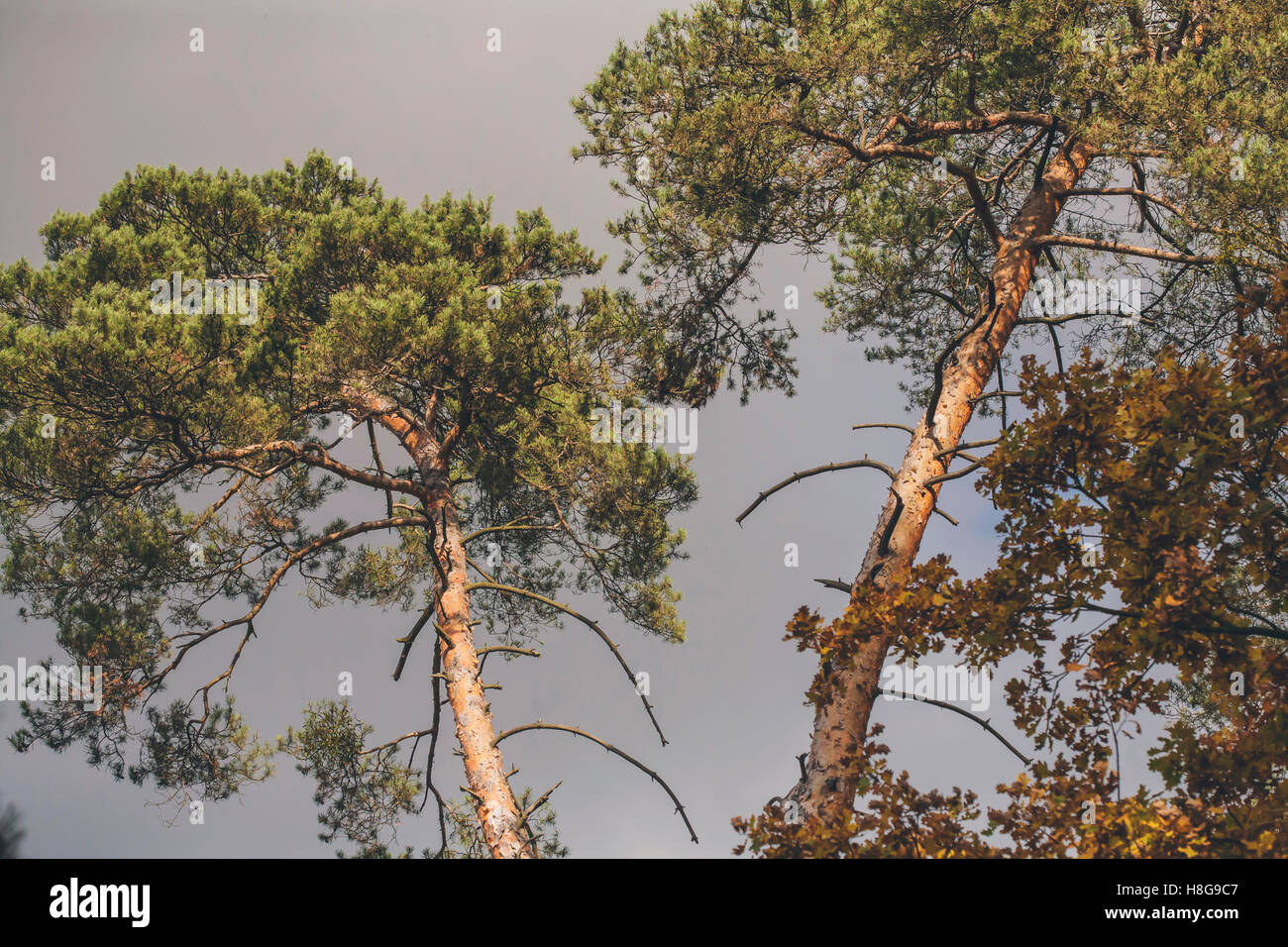 Grey sky view two hi-res stock photography and images - Alamy