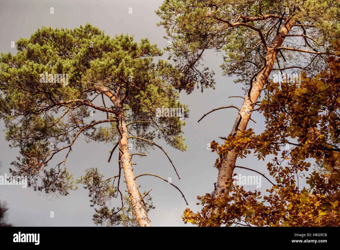 Grey sky view two hi-res stock photography and images - Alamy