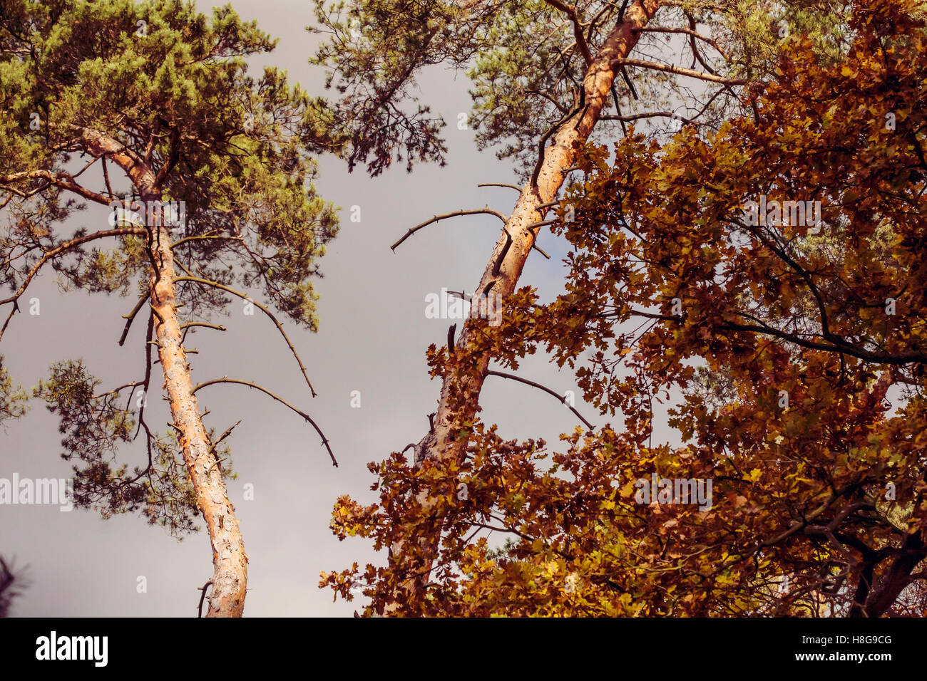 Pine trees towards grey sky Stock Photo - Alamy