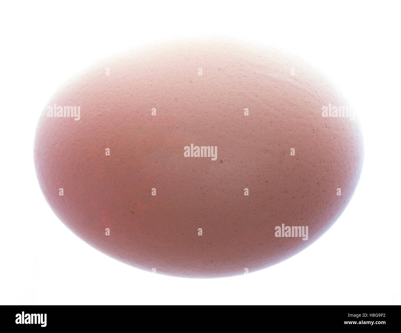 One hen's egg Stock Photo - Alamy