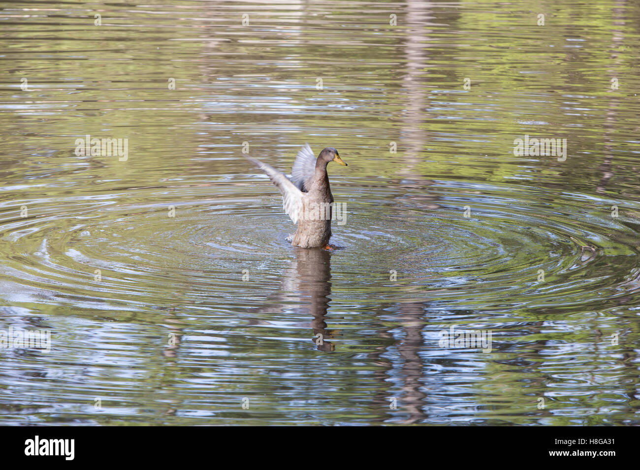 Happy duck hi-res stock photography and images - Alamy