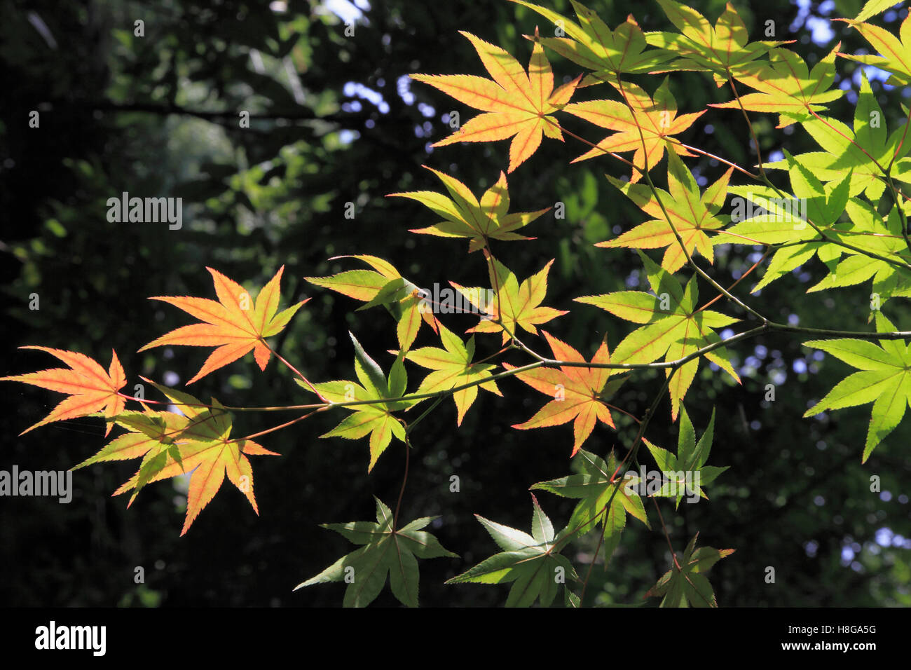 Japan, Kyoto, momiji, japanese maple, leaves Stock Photo - Alamy