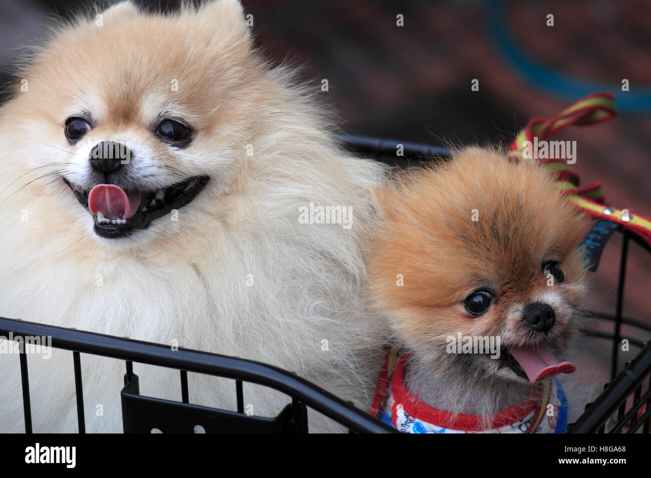 Horizontal dogs hi-res stock photography and images - Alamy