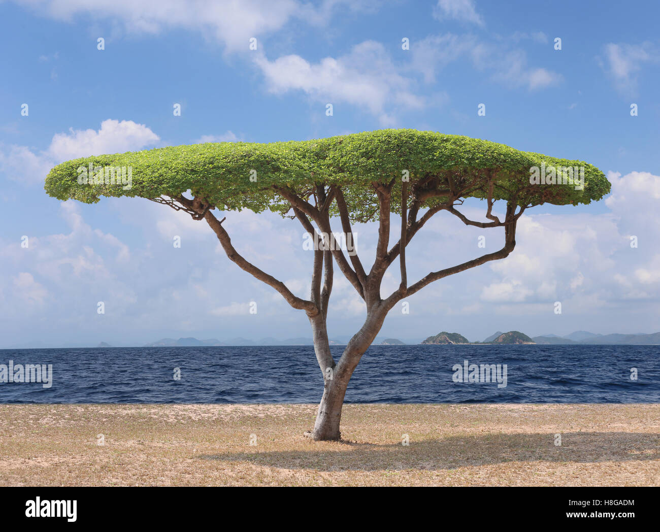 Tropical tree of Manila tamarind on the beach and have sea and sky in ...