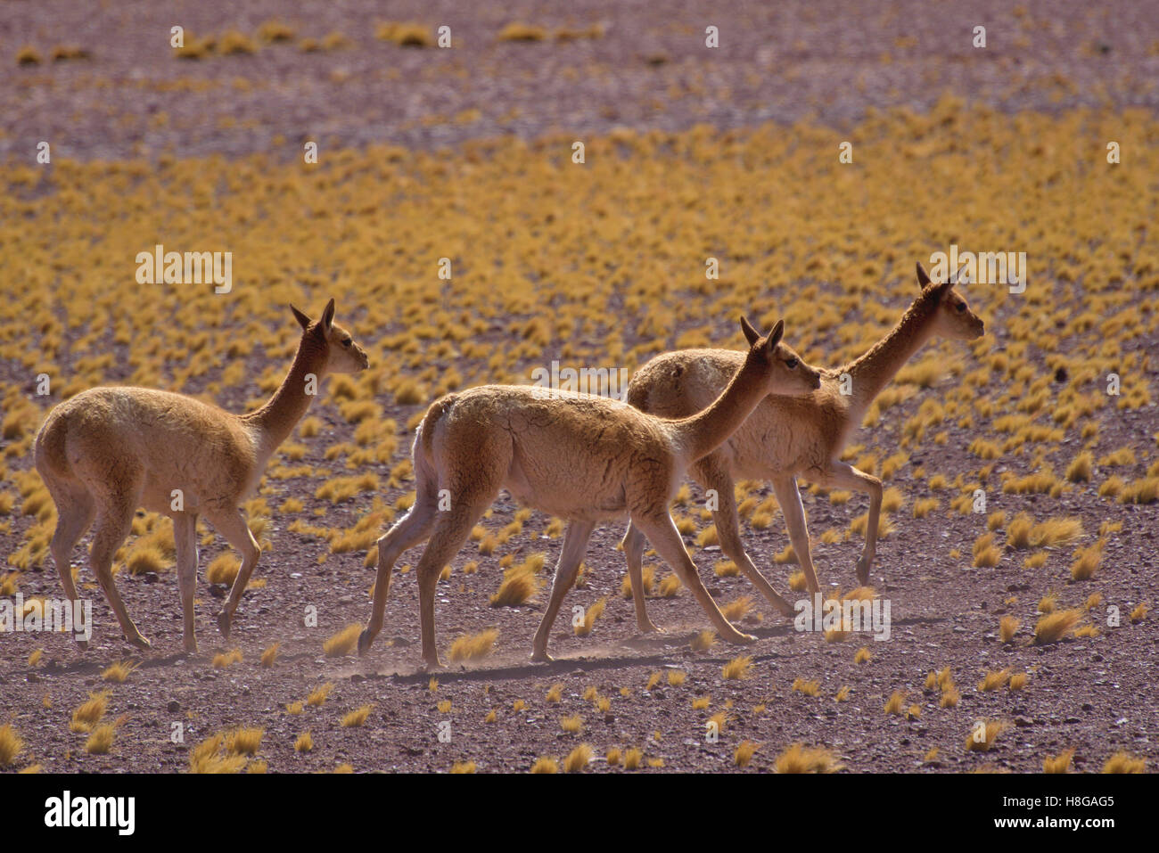 Vicuna vicugna in high hi-res stock photography and images - Alamy