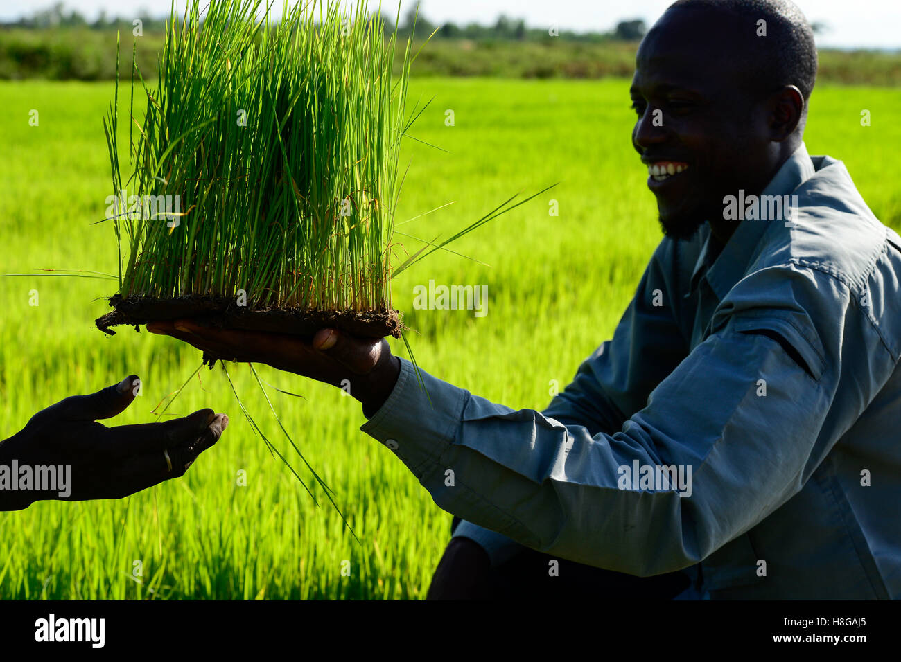 BURKINA FASO, Bobo Dioulasso, village Bama, paddy farming, production ...