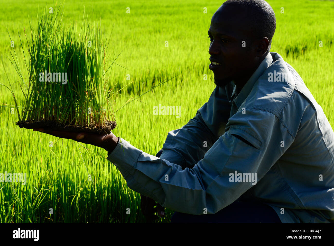 BURKINA FASO, Bobo Dioulasso, village Bama, paddy farming, production ...