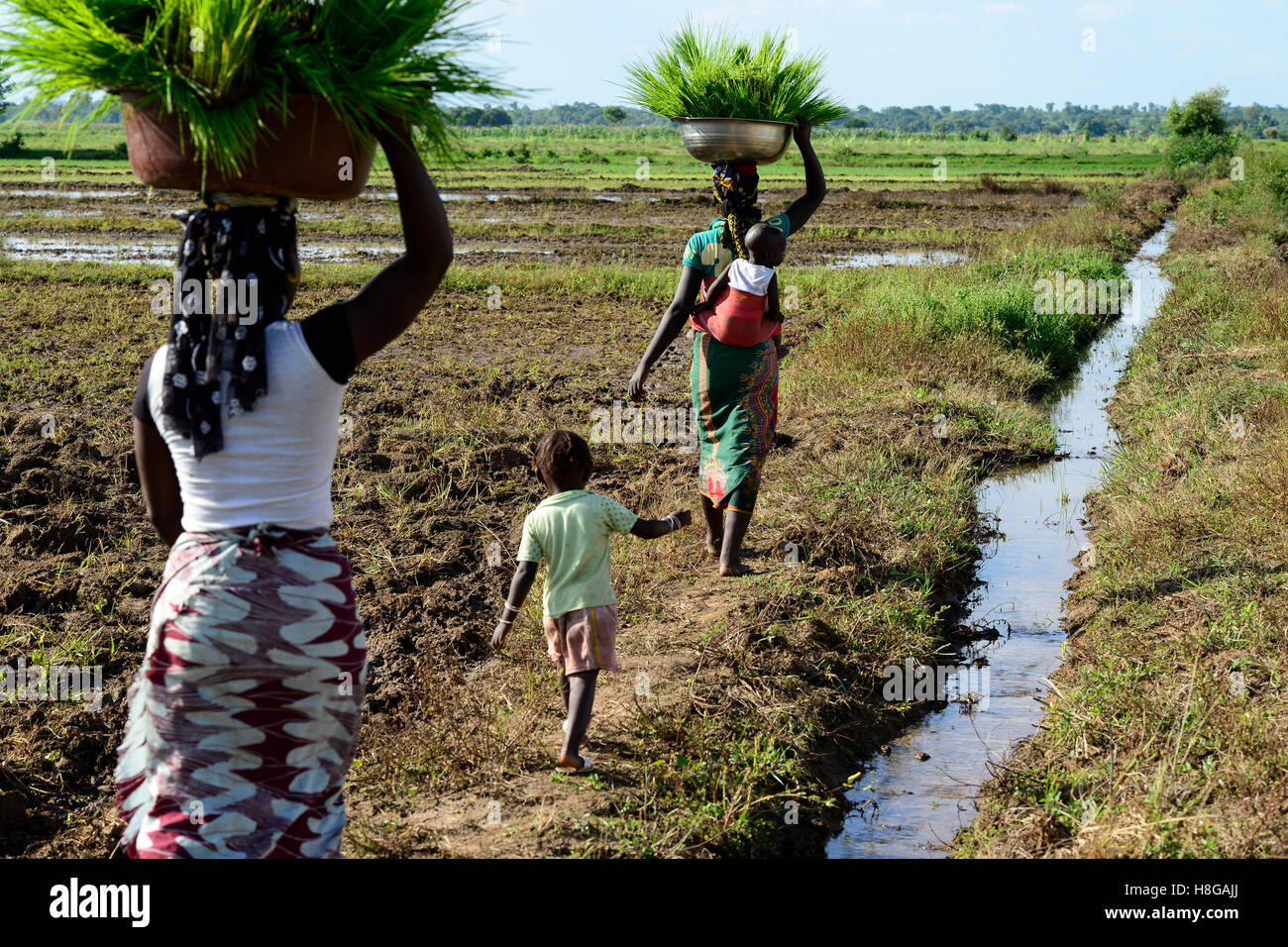 BURKINA FASO, Bobo Dioulasso, village Bama, paddy farming, production ...