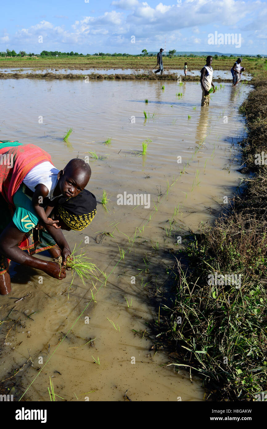 BURKINA FASO, Bobo Dioulasso, village Bama, paddy farming, production ...