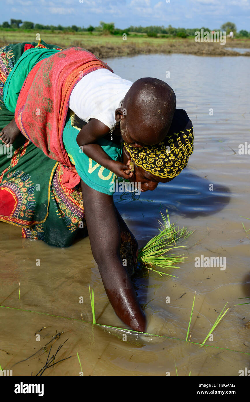 BURKINA FASO, Bobo Dioulasso, village Bama, paddy farming, production ...