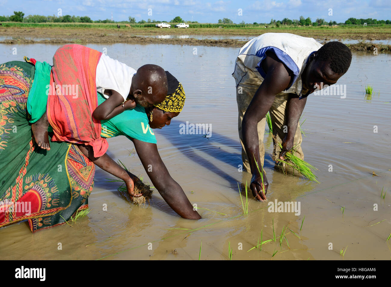 BURKINA FASO, Bobo Dioulasso, village Bama, paddy farming, production ...