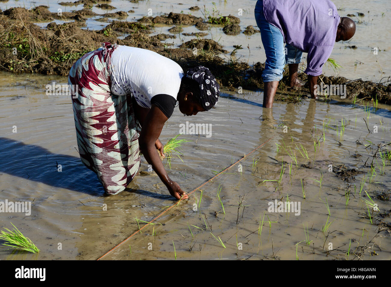 BURKINA FASO, Bobo Dioulasso, village Bama, paddy farming, production ...