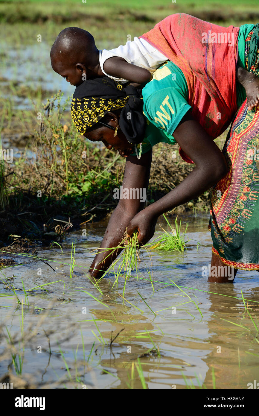 BURKINA FASO, Bobo Dioulasso, village Bama, paddy farming, production ...
