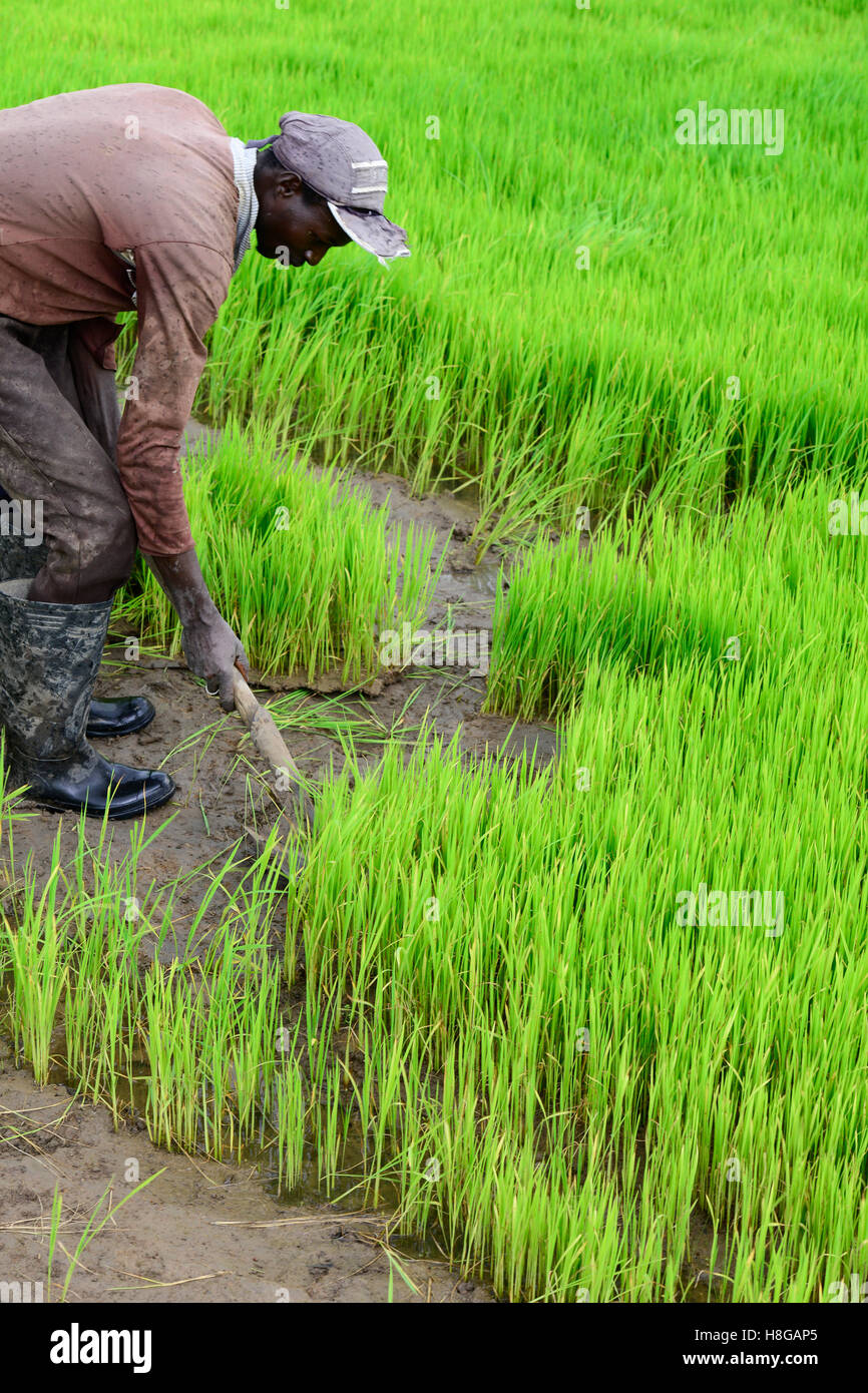 BURKINA FASO, Bobo Dioulasso, village Bama, paddy farming, production ...