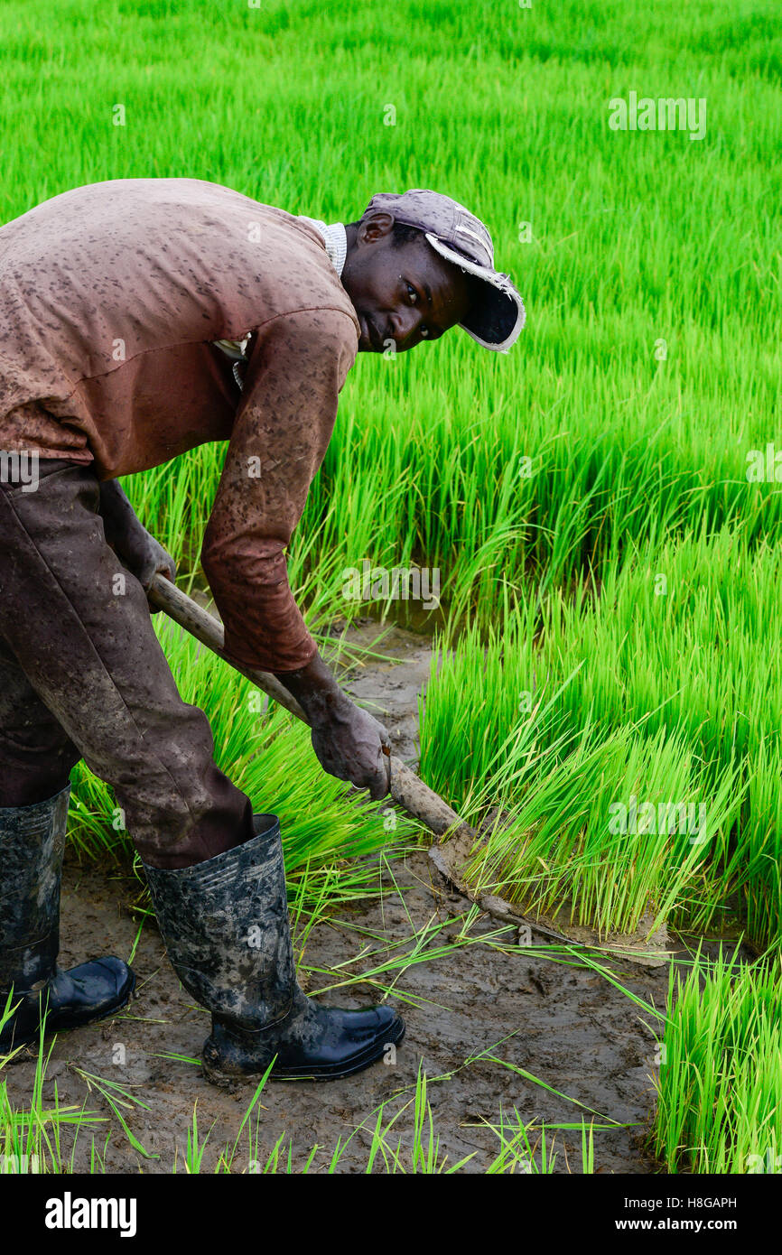 BURKINA FASO, Bobo Dioulasso, village Bama, paddy farming, production ...