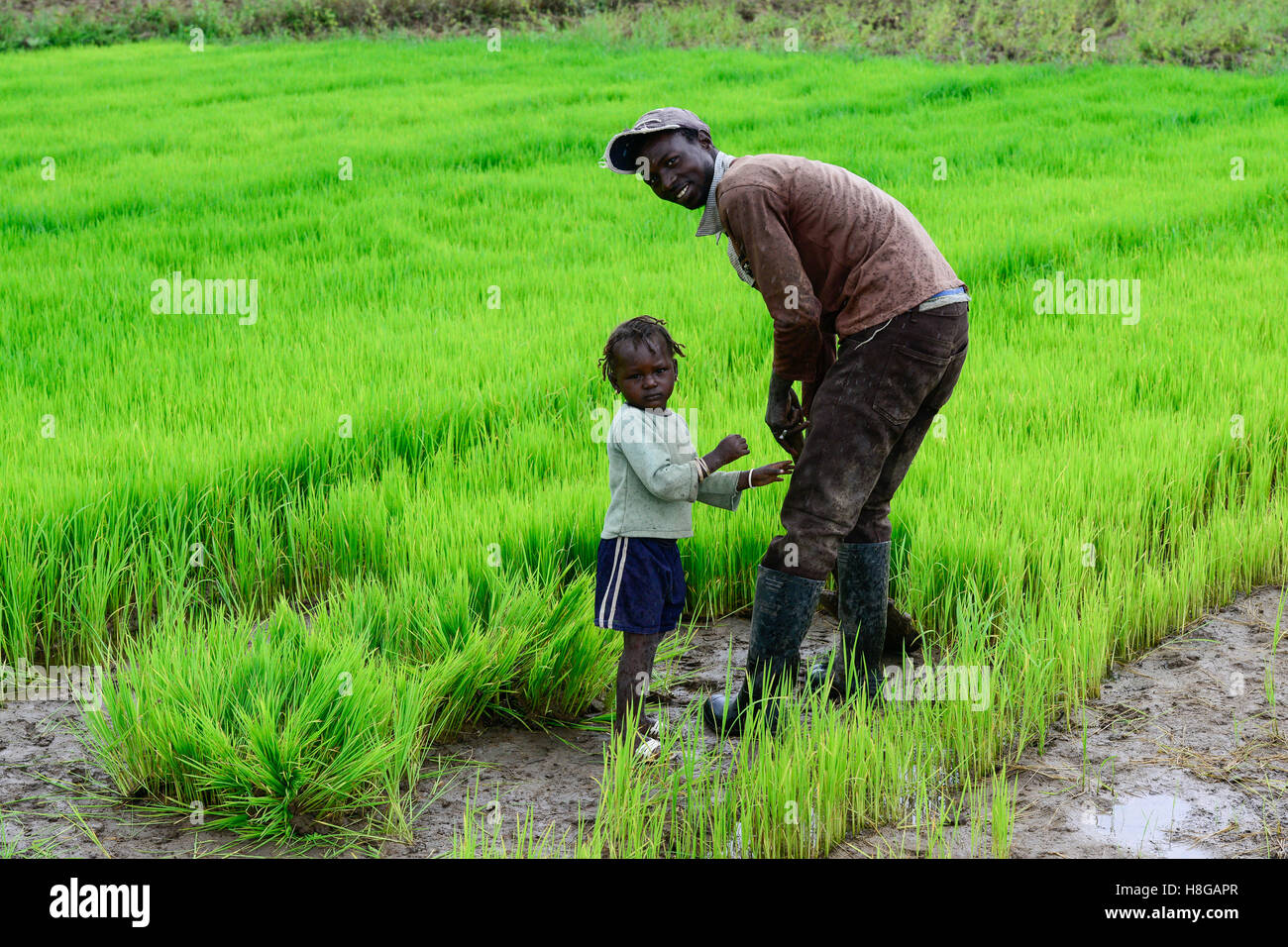 BURKINA FASO, Bobo Dioulasso, village Bama, paddy farming, production ...