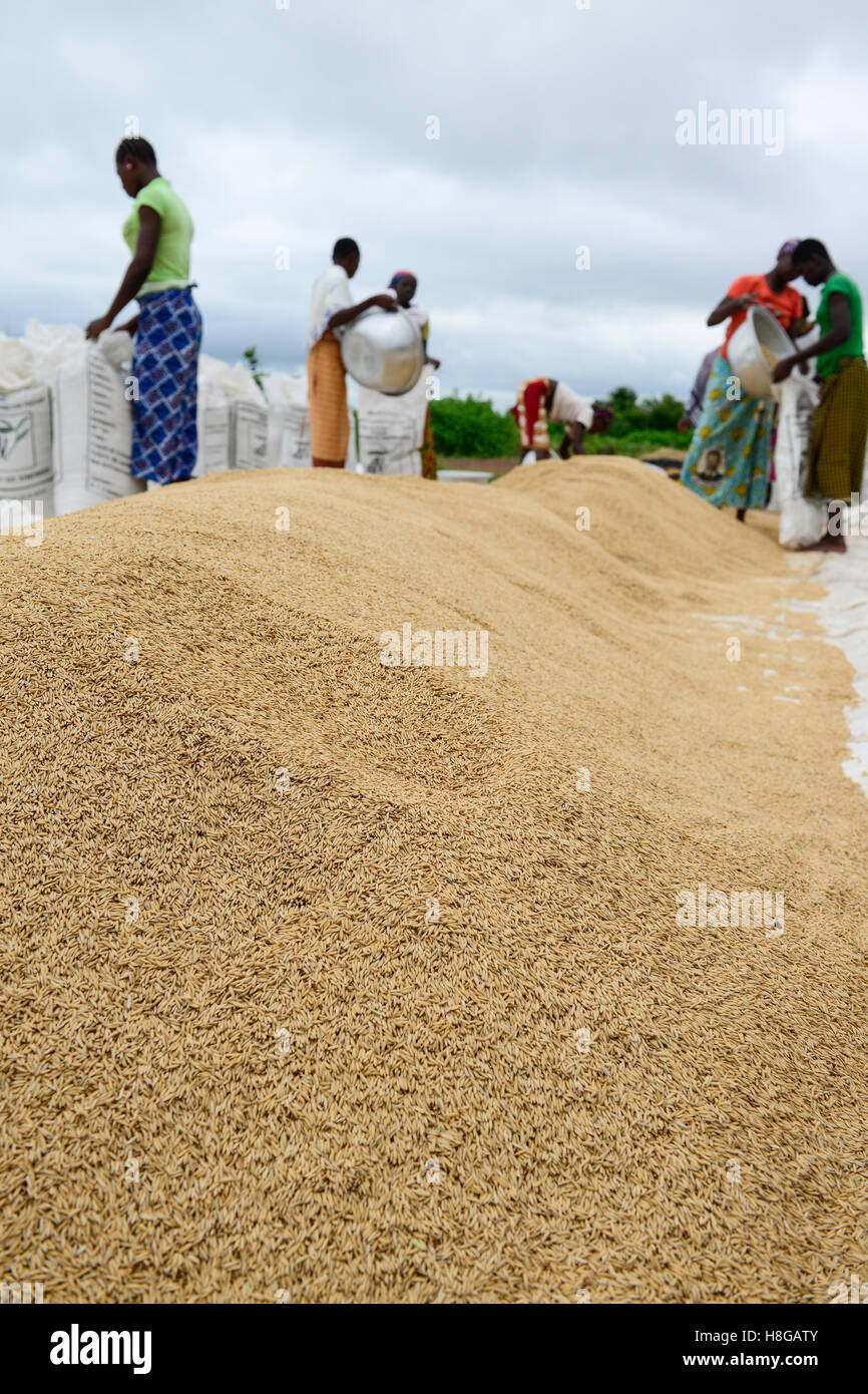 BURKINA FASO, Gaoua, rice hybrid seed production for Nafaso seed ...