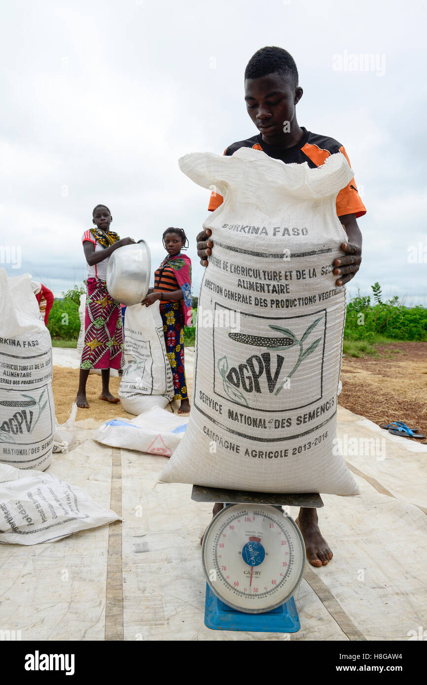 BURKINA FASO, Gaoua, rice hybrid seed production for Nafaso seed ...