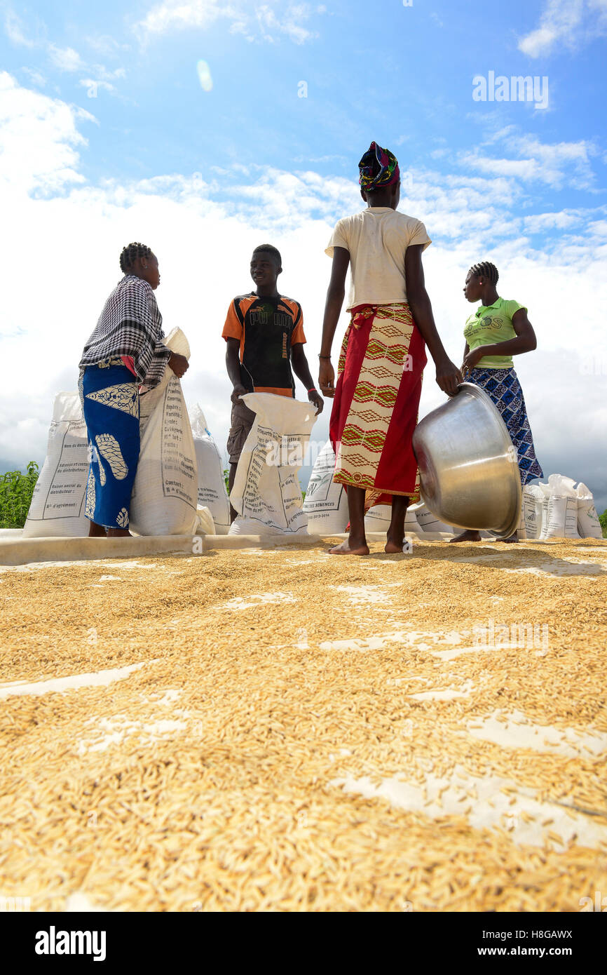 BURKINA FASO, Gaoua, rice hybrid seed production for Nafaso seed ...