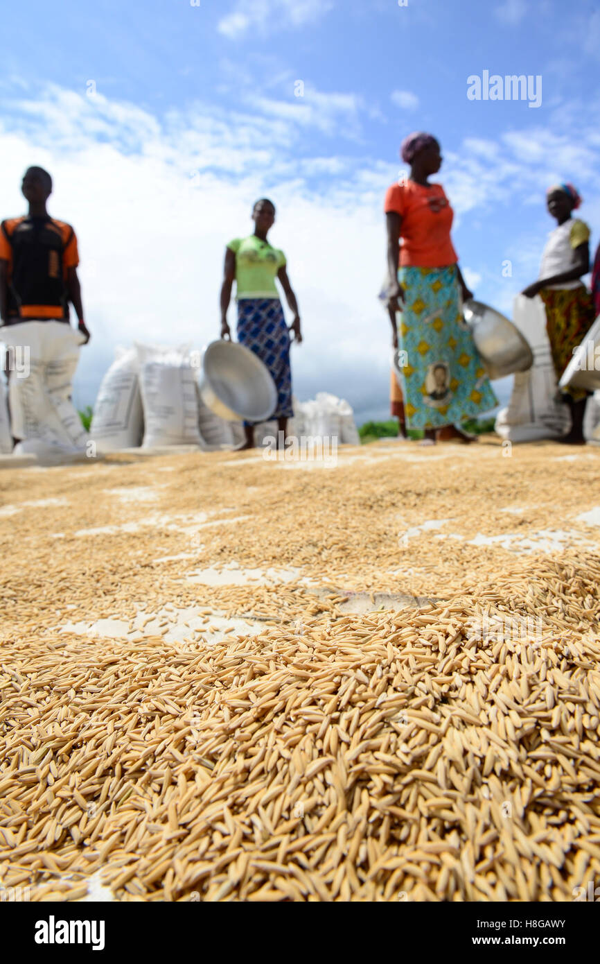 BURKINA FASO, Gaoua, rice hybrid seed production for Nafaso seed ...