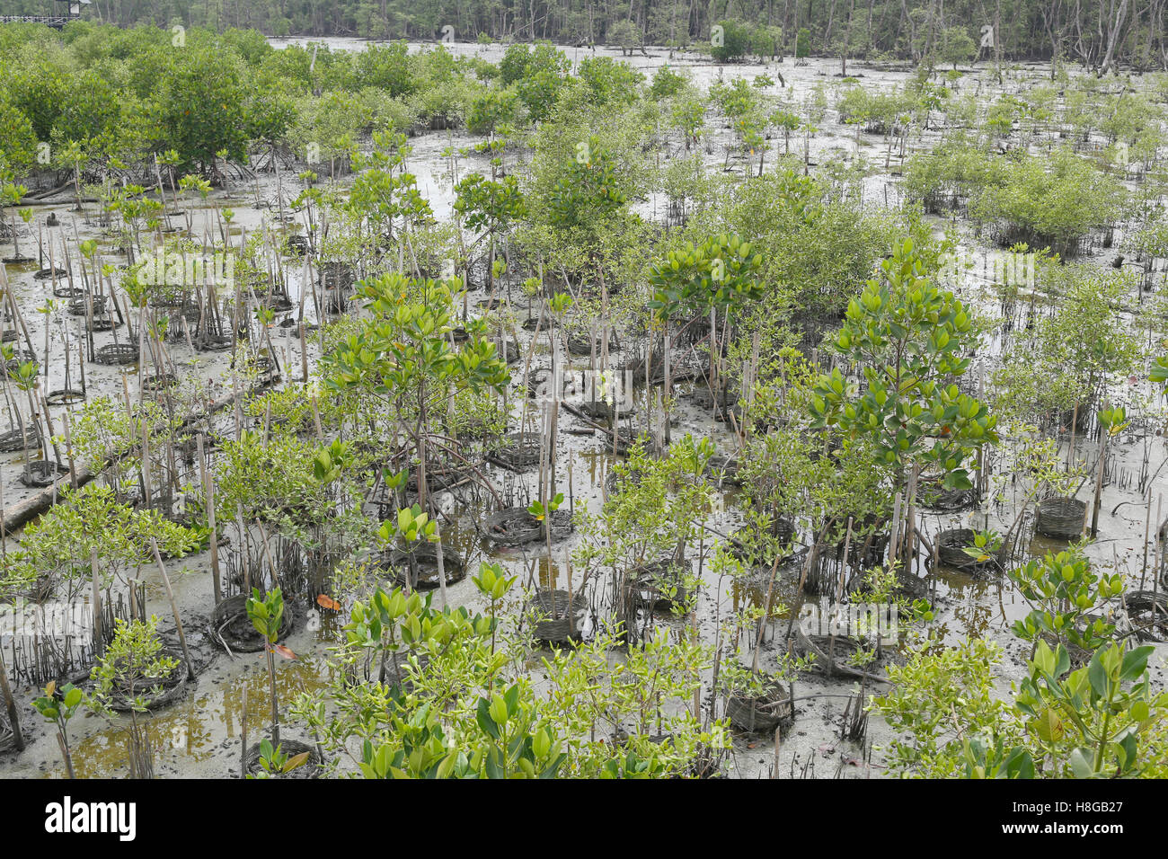 Green mangrove tree in the mangrove forest near the coast in Thailand ...