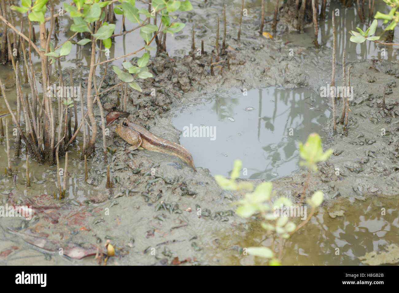 Mudskipper fish in the mangrove forests near coastal sea in Thailand ...