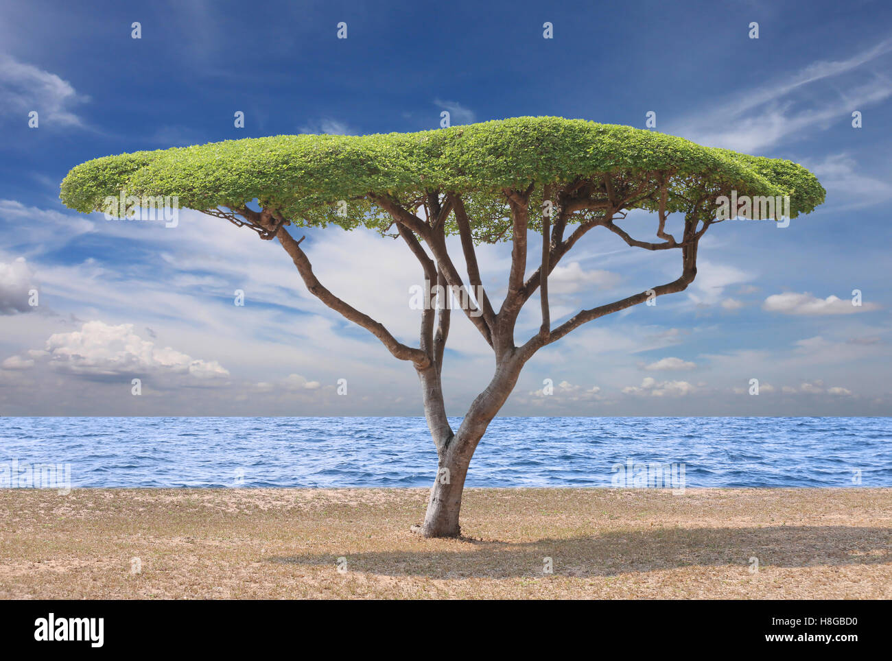 Tropical tree of Manila tamarind on the beach and have sea and sky in ...