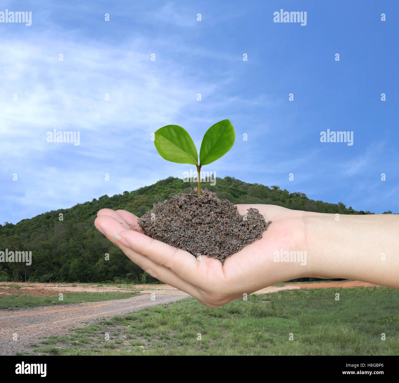 Mountain Soil