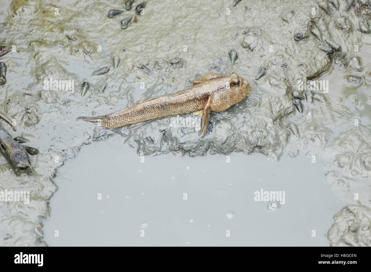 Mangrove animals hi-res stock photography and images - Alamy