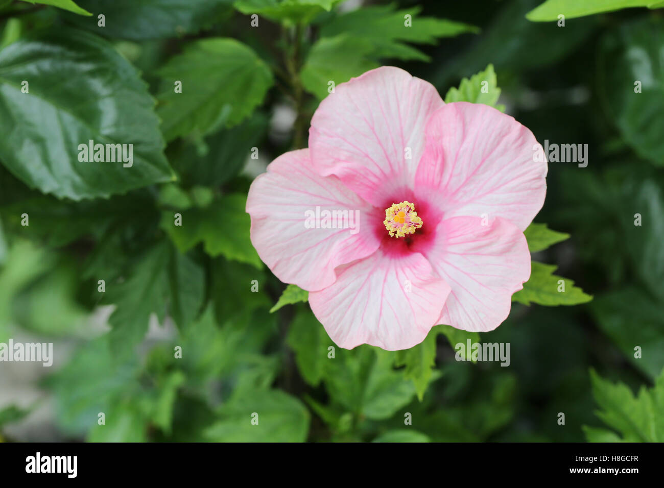 Pink hibiscus flowers blossom in the garden,Tropical tree is beautiful ...