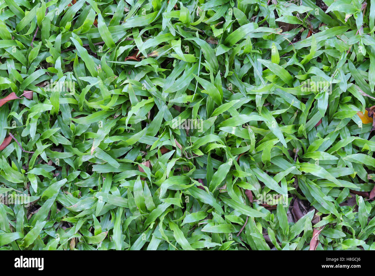 Green lawn top view hi-res stock photography and images - Alamy