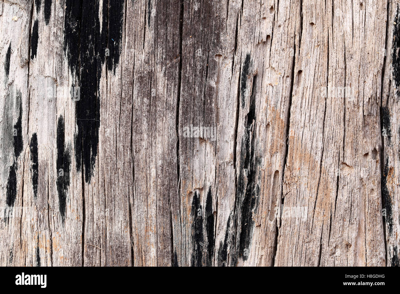 Old wood texture for the design background Stock Photo - Alamy