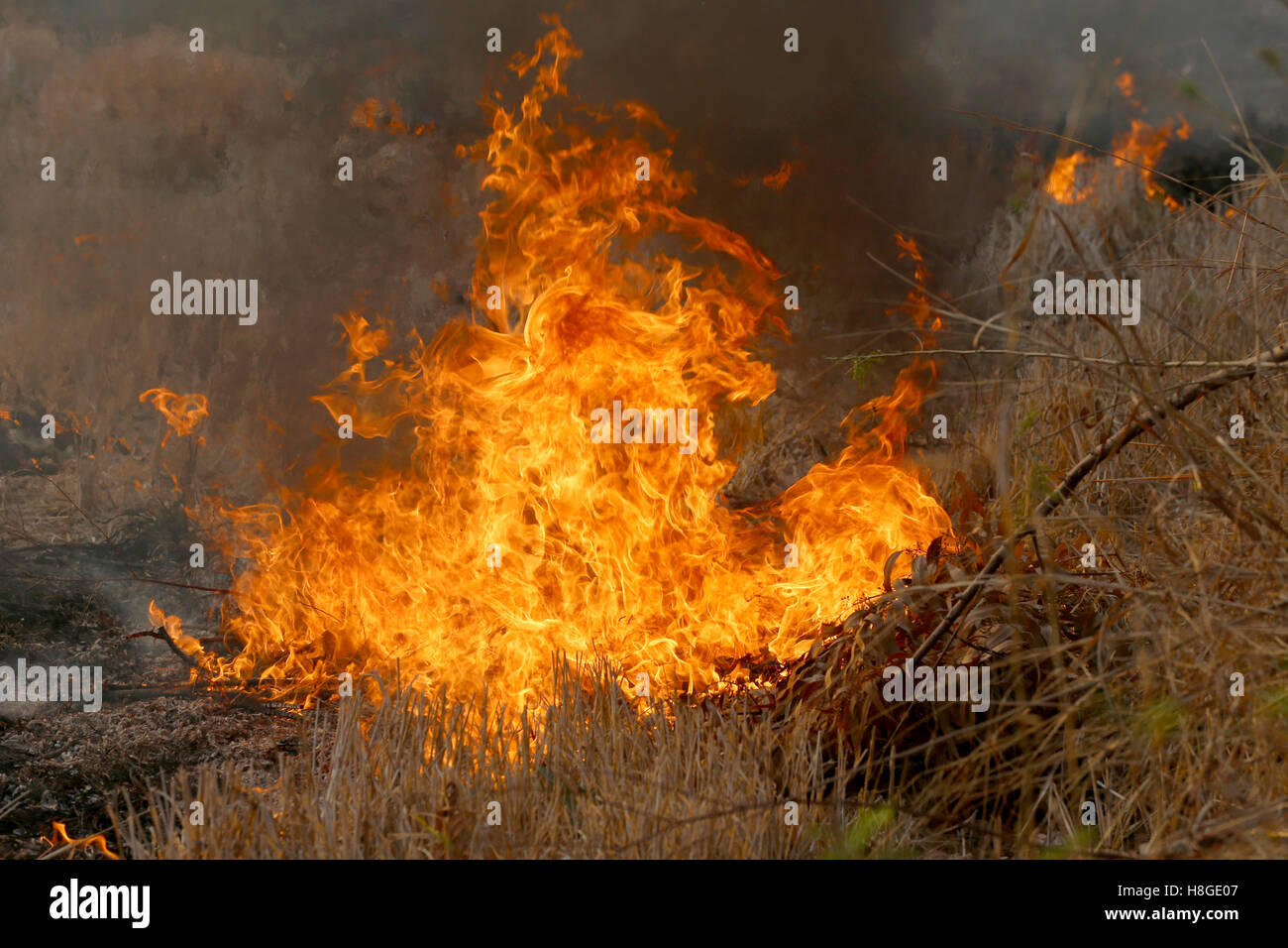 Summer wildfires burning in the Forest at rural area of Khon Kaen ...