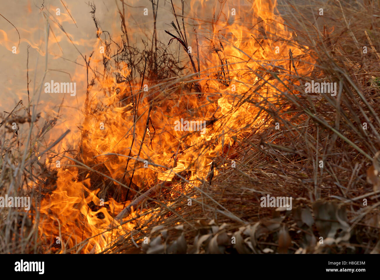 Summer wildfires burning in the Forest at rural area of Khon Kaen ...