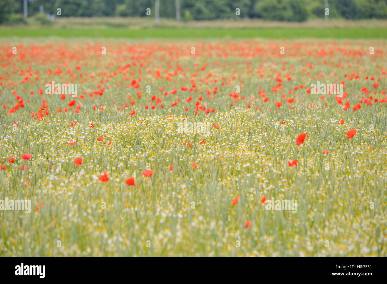 field of Red poppy Stock Photo - Alamy