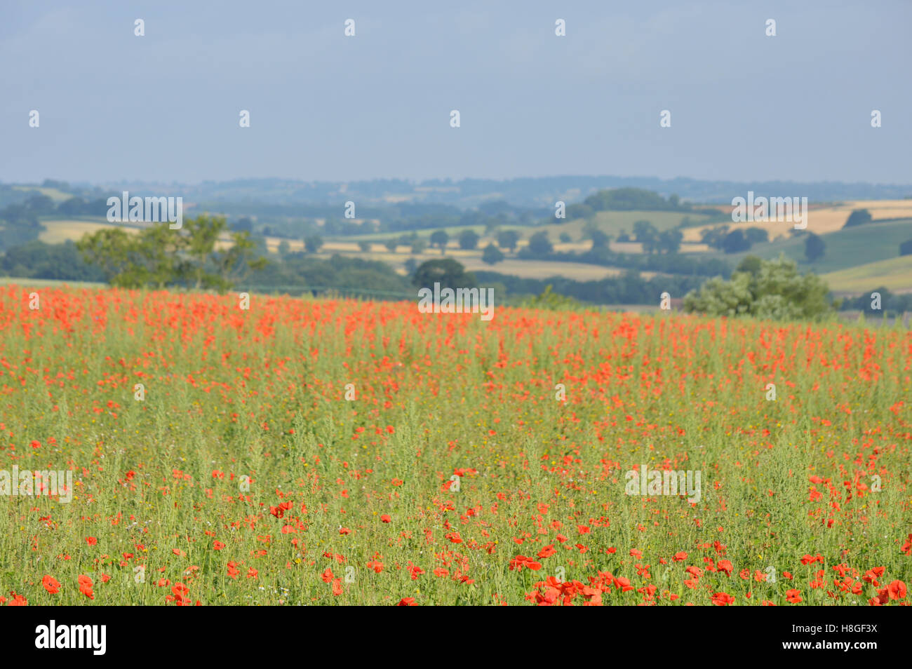 field of Red poppy Stock Photo - Alamy
