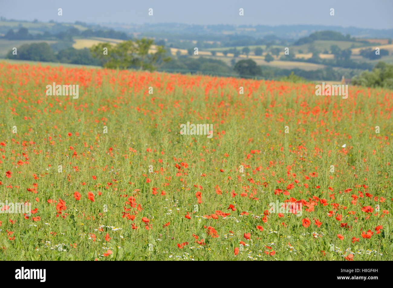 field of Red poppy Stock Photo - Alamy