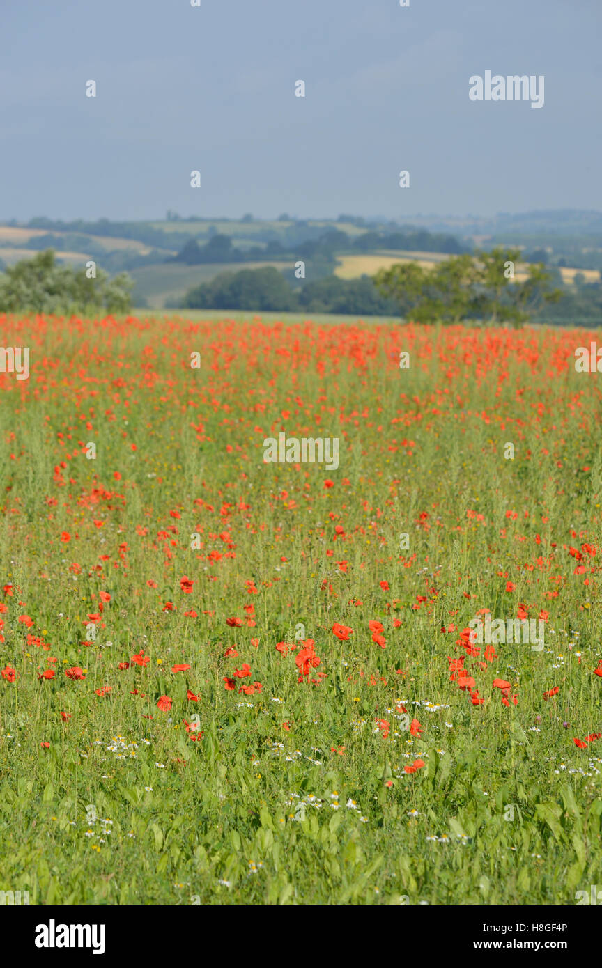 field of Red poppy Stock Photo - Alamy