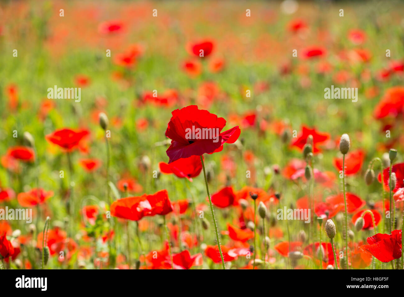 field of Red poppy Stock Photo - Alamy
