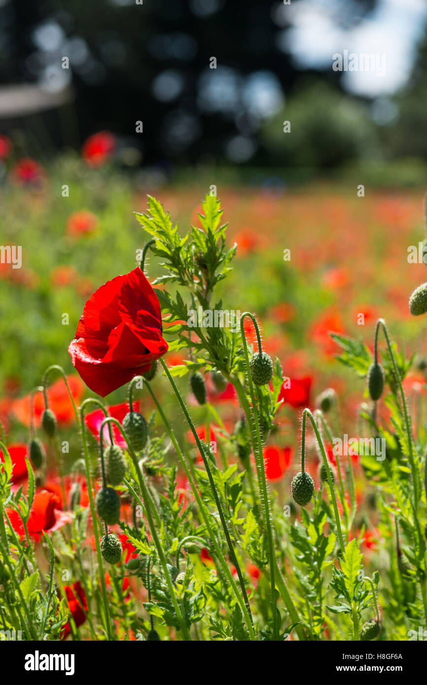 field of Red poppy Stock Photo - Alamy