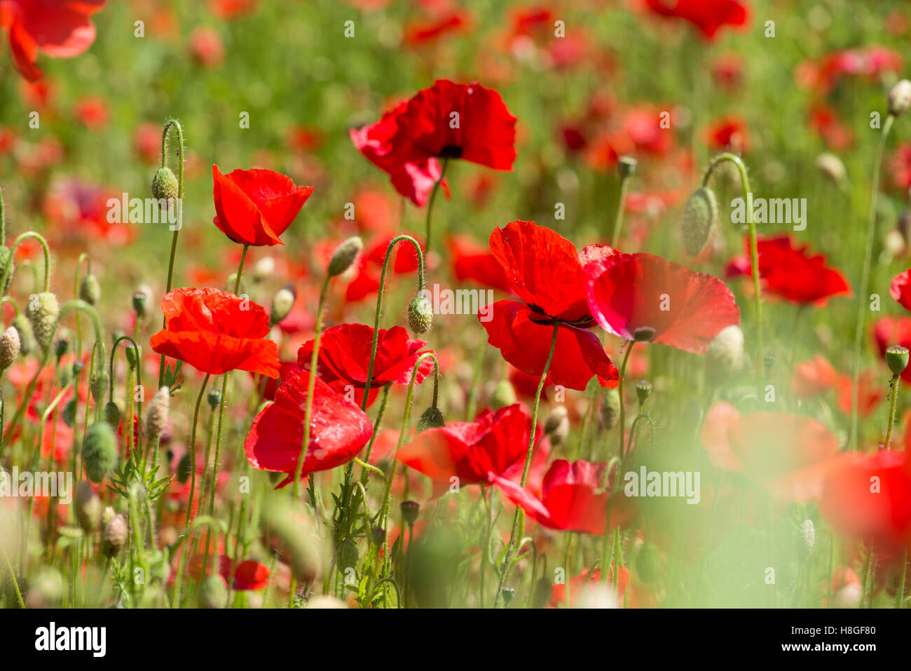 field of Red poppy Stock Photo - Alamy