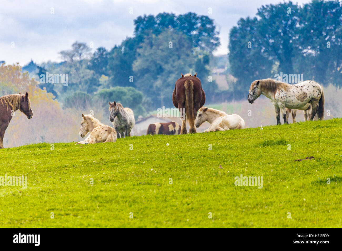 Horses in the countryside hi-res stock photography and images - Alamy