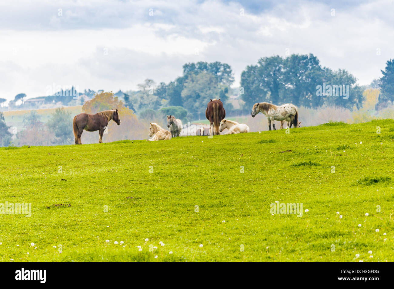 horses in the wild in the countryside Stock Photo - Alamy