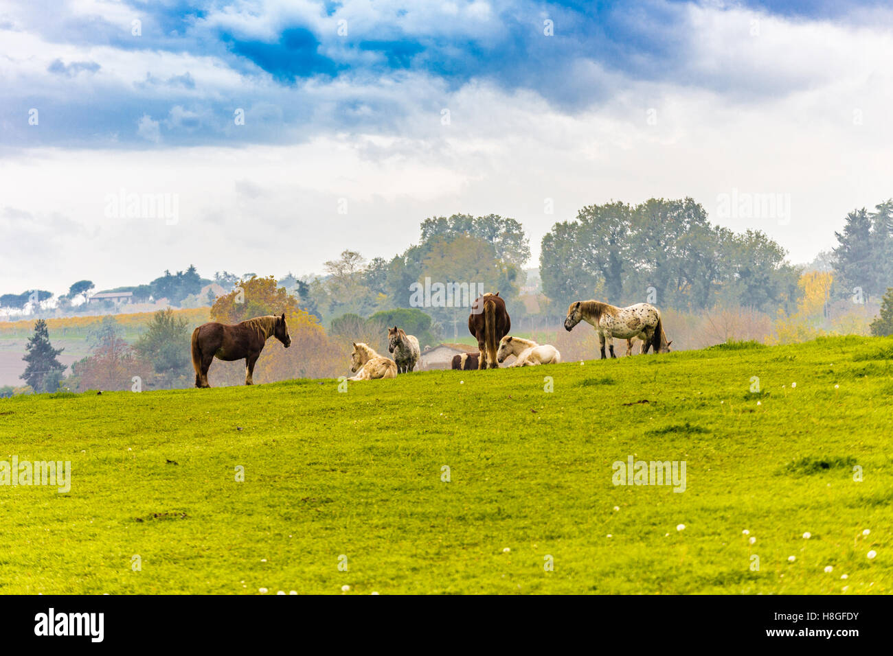 Horses in the countryside hi-res stock photography and images - Alamy