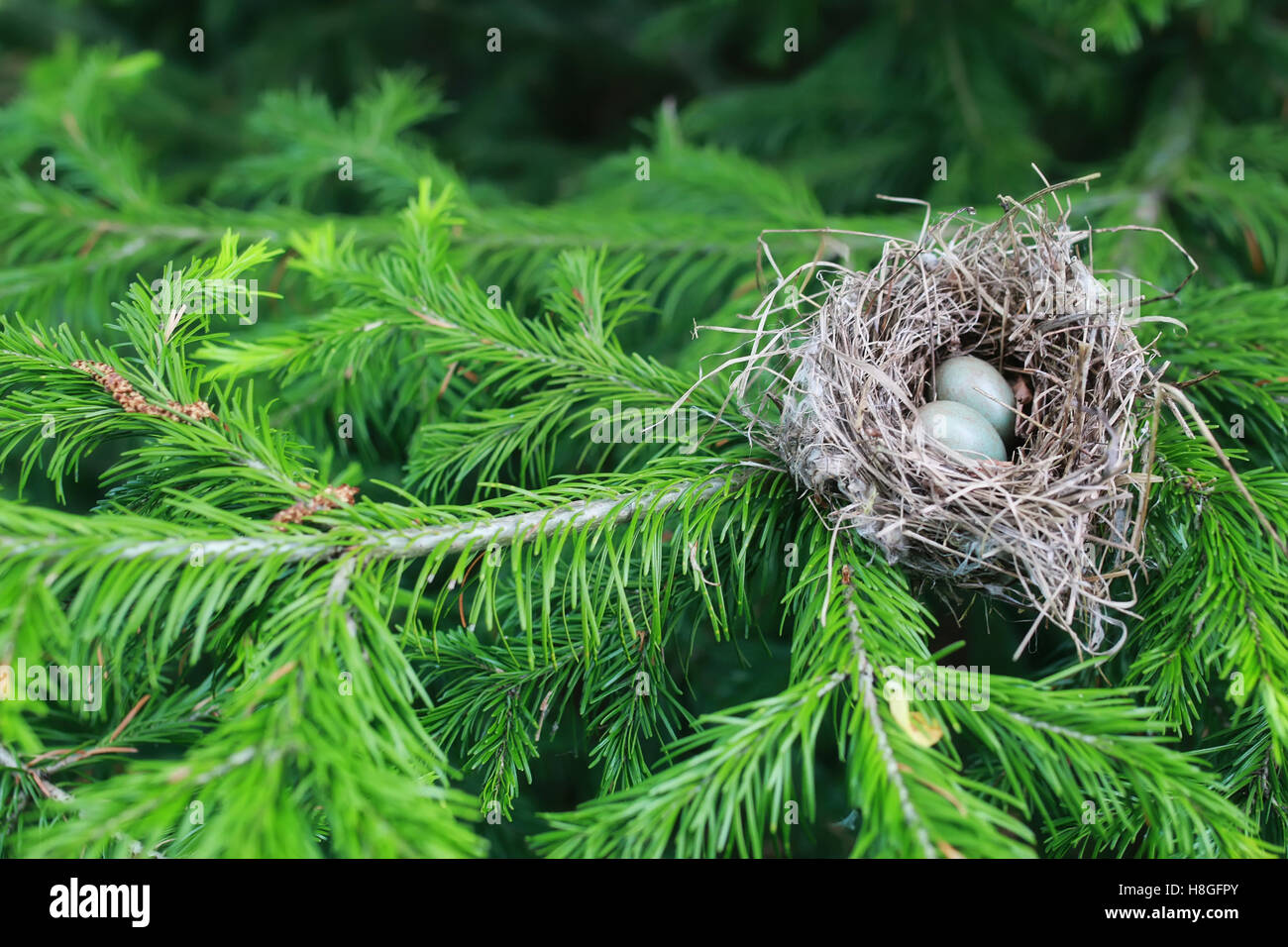 bird nest in nature Stock Photo - Alamy